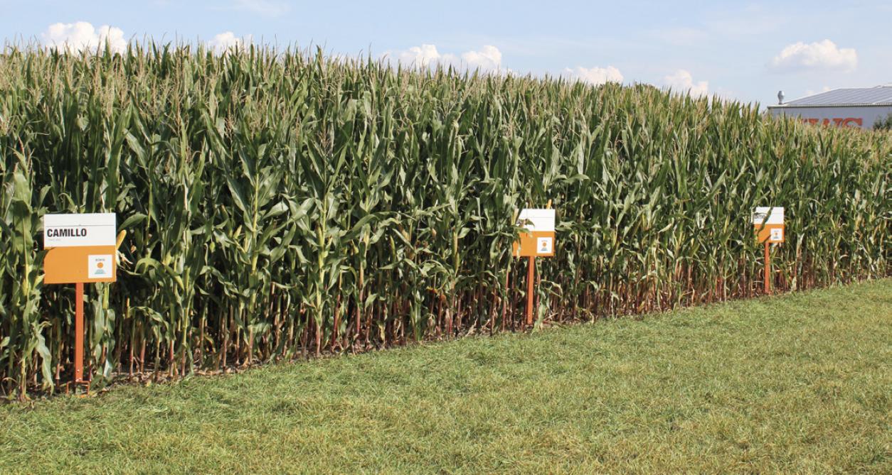 Maïsrassenkeuze voor droogtegevoelige grond - Landbouwleven