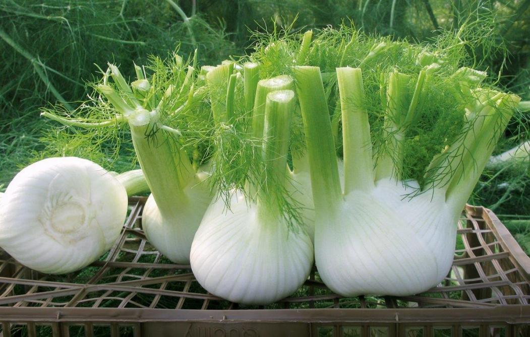 Knolvenkel en pastinaak: samen in de moestuin, samen op het bord ...