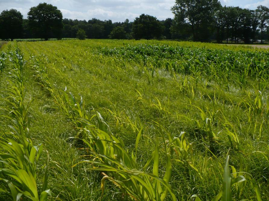 Onkruidbestrijdingsadvies in maïs van het LCV - Landbouwleven