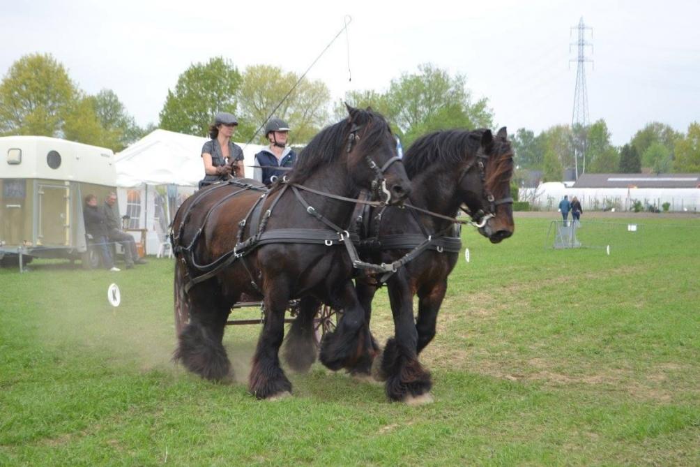 Bereden en aangespannen trekpaarden - Landbouwleven