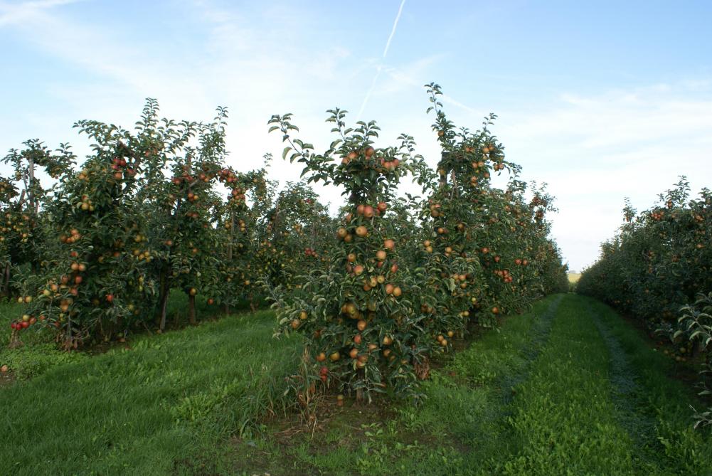 Groente- en fruitveiling BelOrta boekte vorig jaar licht groei ...