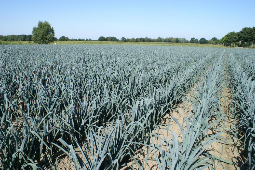Zorg voor prei is zorg voor preventie - Landbouwleven