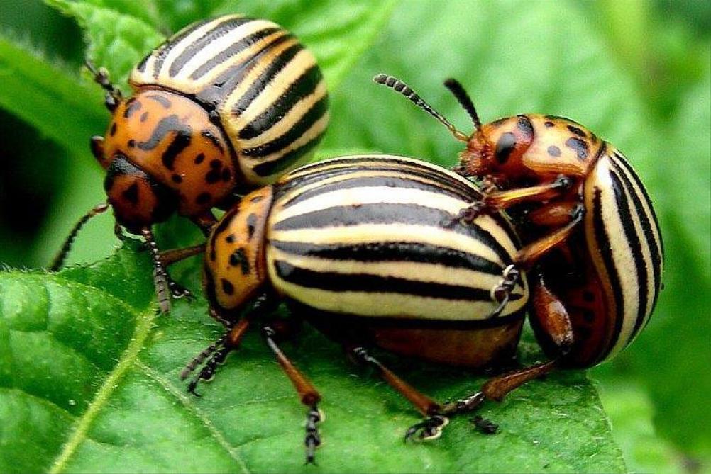 Terug van weggeweest: de coloradokever - Landbouwleven