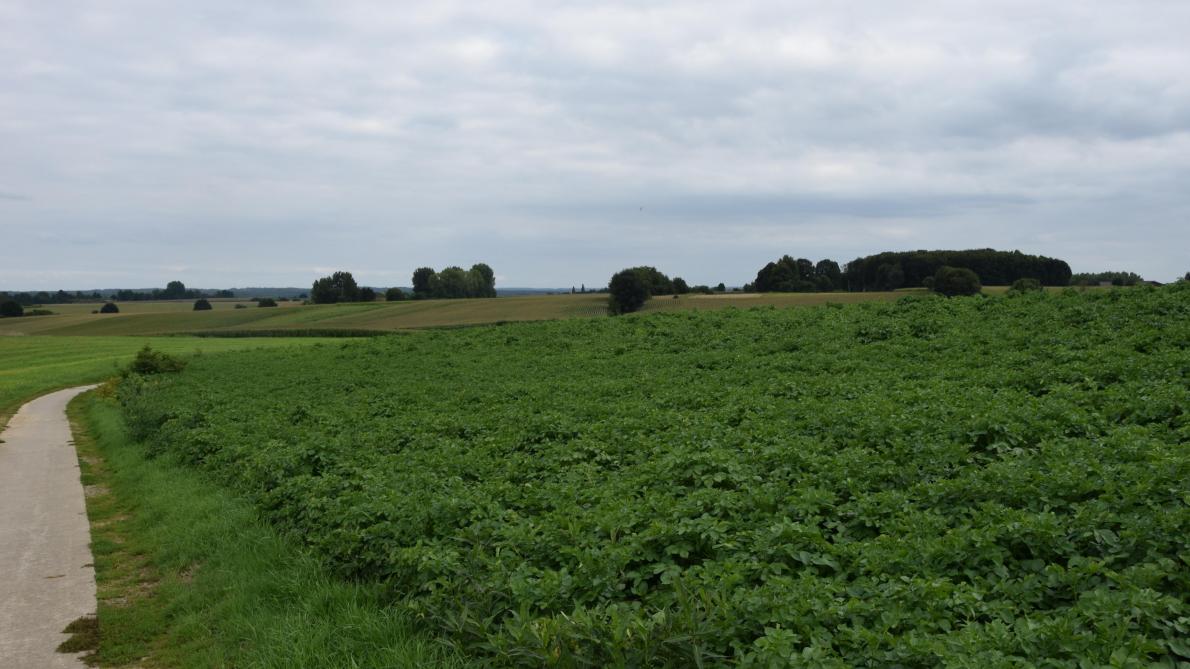 Aardappelvelden groeien nog aardig aan - Landbouwleven