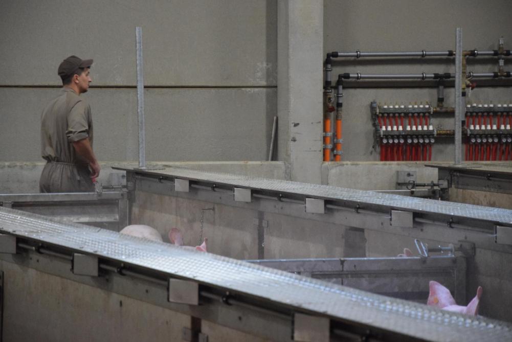 Slachthuis Tielt kiest voor openheid - Landbouwleven