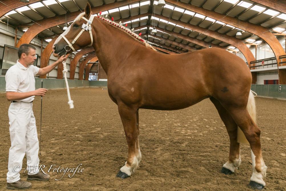Nationale prijskamp Vlaams Paard - Landbouwleven