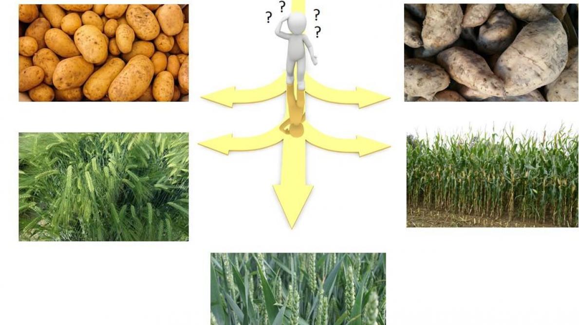 Graan, wat verdienen we er nu aan? - Landbouwleven