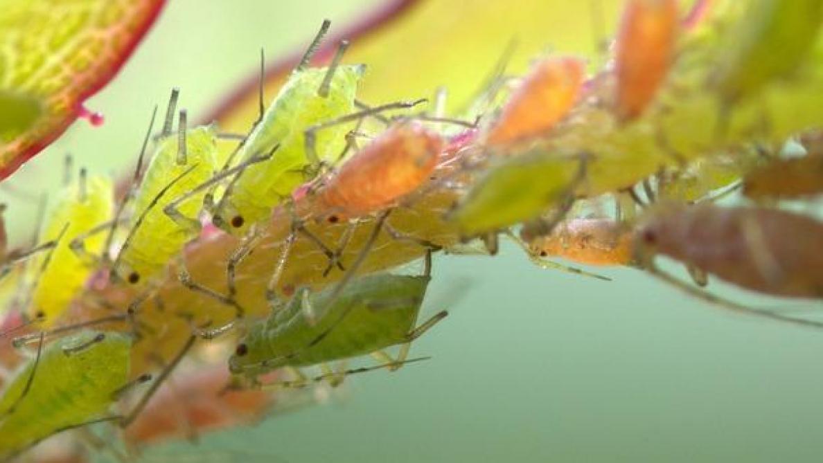 Nog steeds hoge aantastingsgraad van bladluizen - Landbouwleven