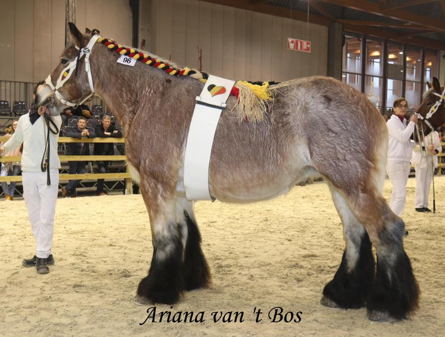 Vreugdetaferelen op nationale prijskamp Belgisch Trekpaard - Landbouwleven