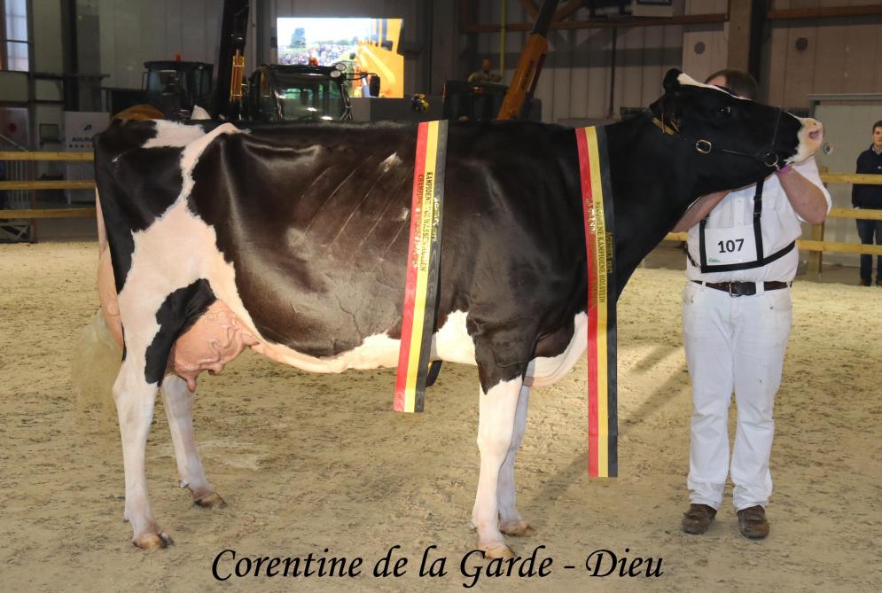 Corentine is de nieuwe, onverwachte nationale Holsteinkampioene ...