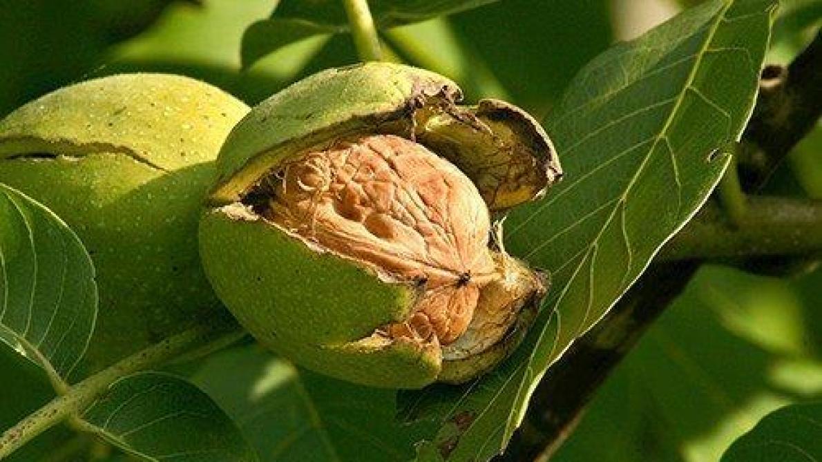 Boom van het jaar: de notelaar - Landbouwleven