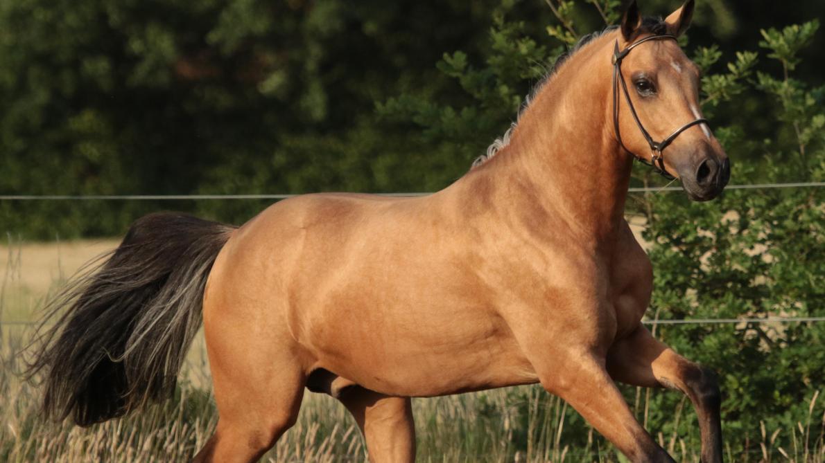 Goede pony’s fokken met genoeg capaciteit - Landbouwleven