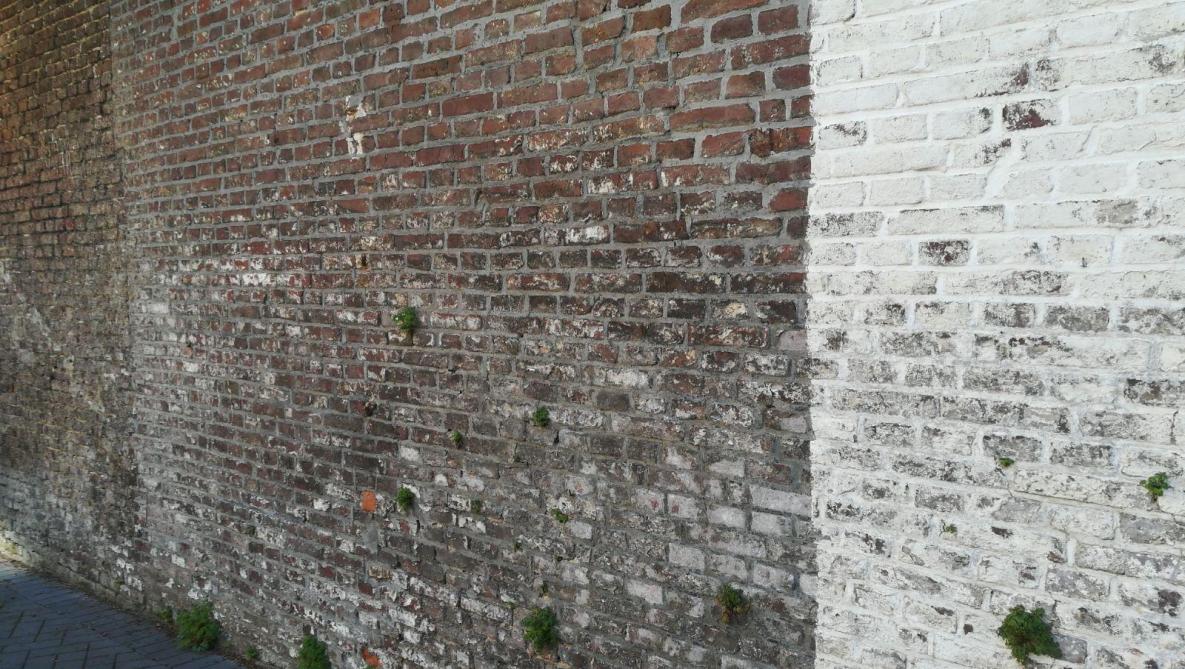 Herstellingen aan een gemene muur - Landbouwleven