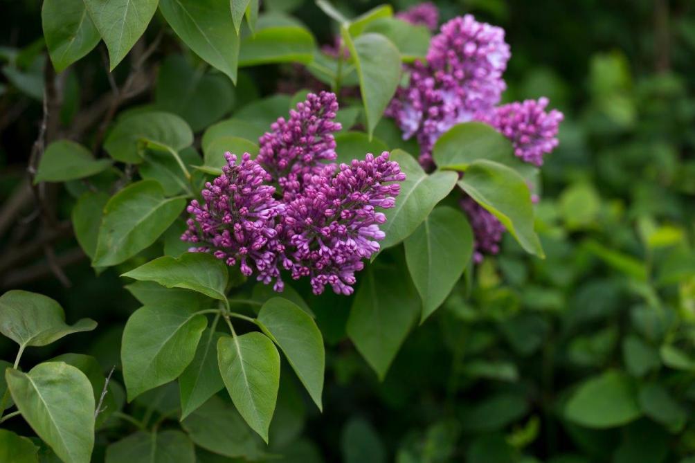 Seringen: de geur van de lente - Landbouwleven