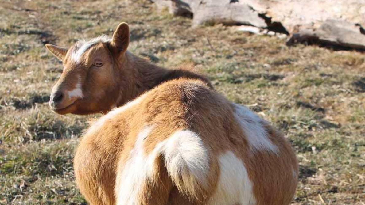 Schijndracht bij geiten op 85% van de bedrijven - Landbouwleven
