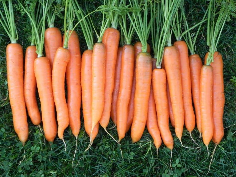 Nu in de moestuin: wortelen - Landbouwleven