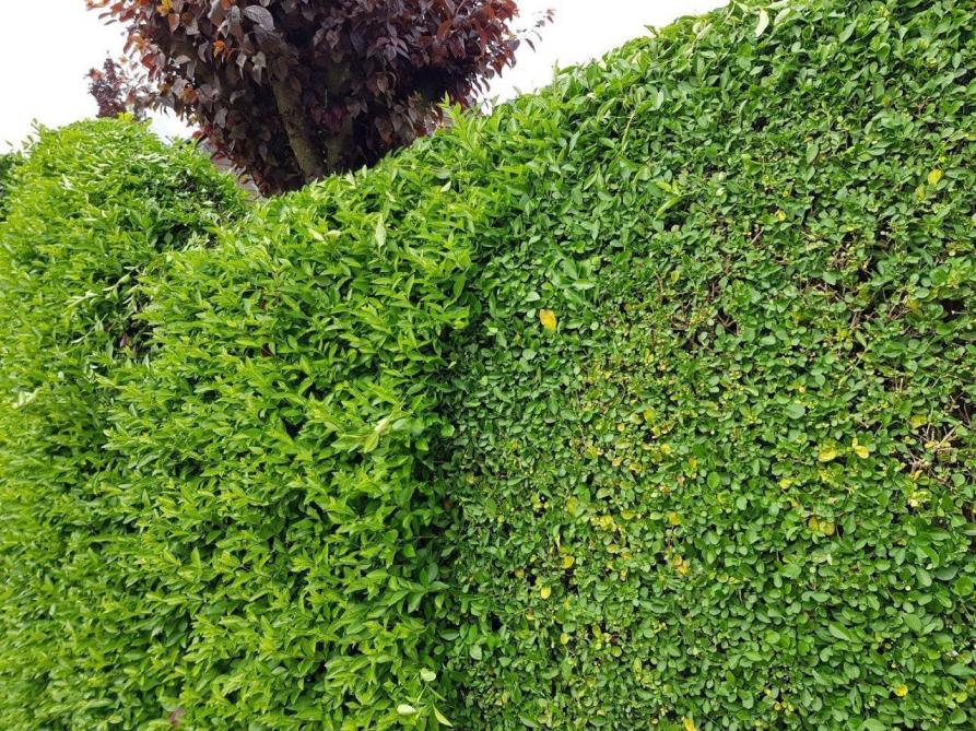 Een haag moet je scheren - Landbouwleven