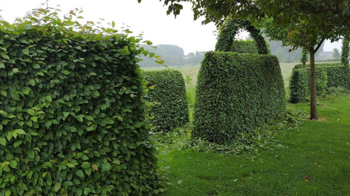 Een haag moet je scheren - Landbouwleven
