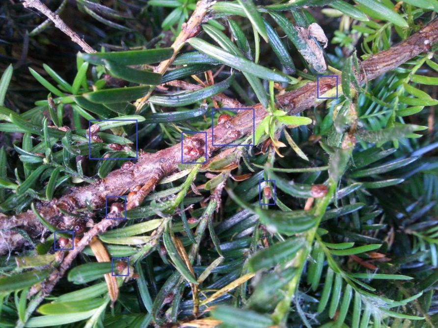 Dopluizen kan je nú bestrijden - Landbouwleven