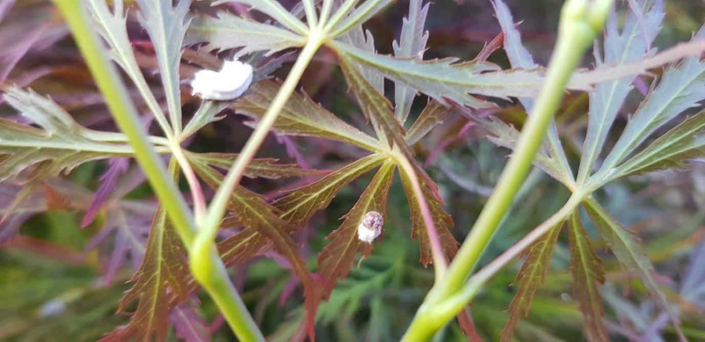 Dopluizen kan je nú bestrijden - Landbouwleven