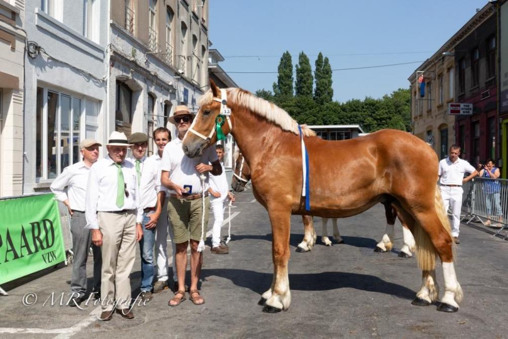 Veulenprijskamp Vlaams Paard - Landbouwleven