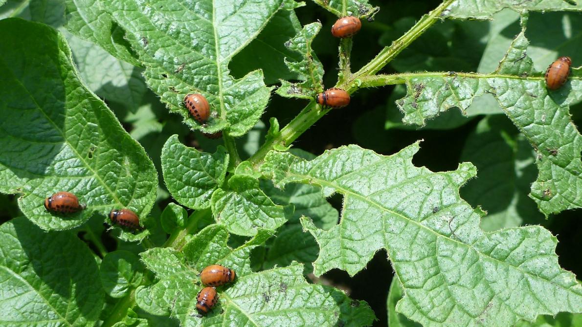 Coloradokever blijft zich ontwikkelen - Landbouwleven