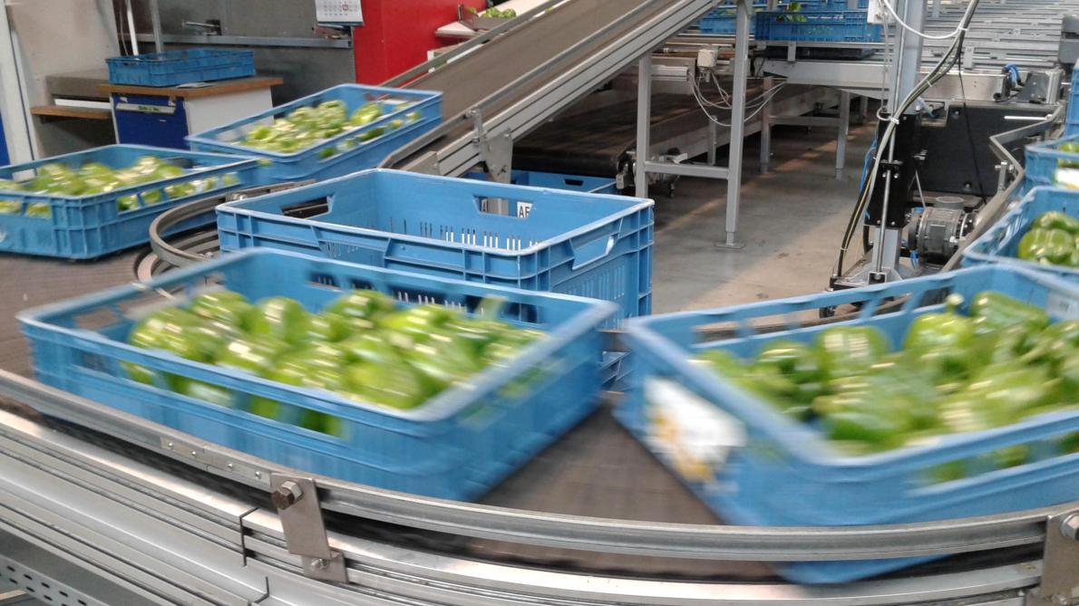 Veiling Hoogstraten dumpt tonnen groenten op Brechtse Heide ...