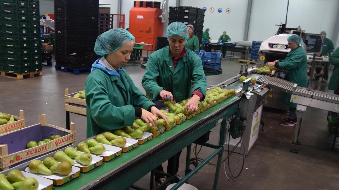 Minister Ducarme pleit voor 100 dagen seizoensarbeid in tuinbouwsector - Landbouwleven