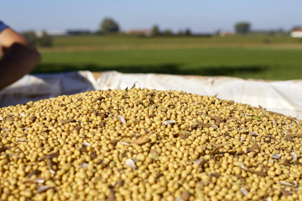 Sojaburgers van Belgische biologische soja - Landbouwleven