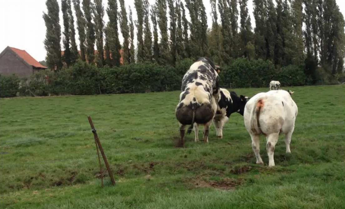 Goede dekstier vraagt goed management - Landbouwleven