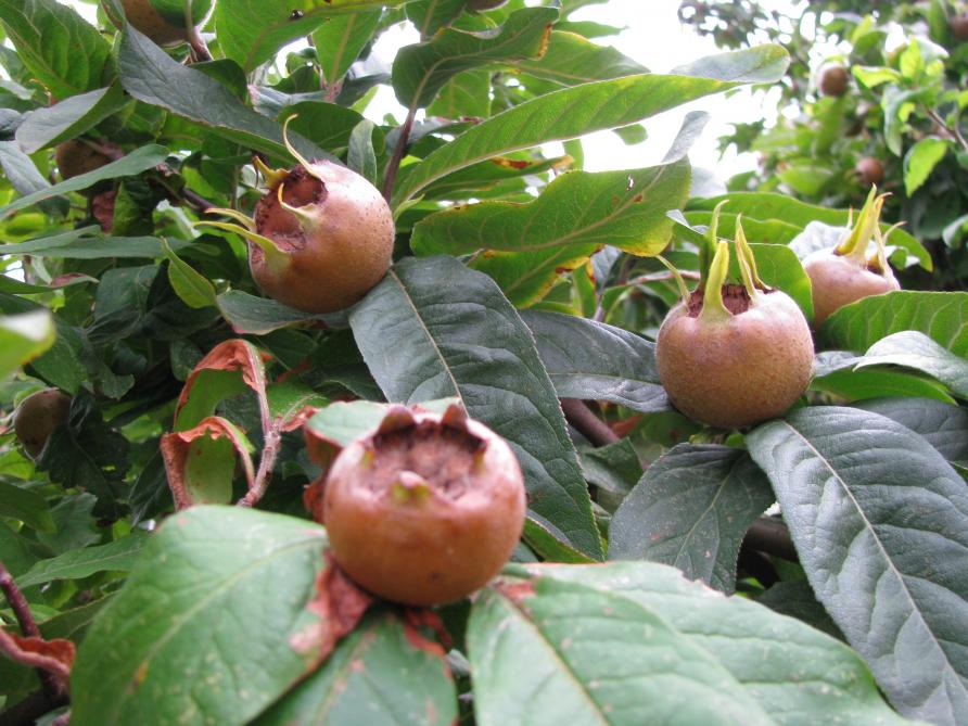 Zo rot als een ... mispel - Landbouwleven