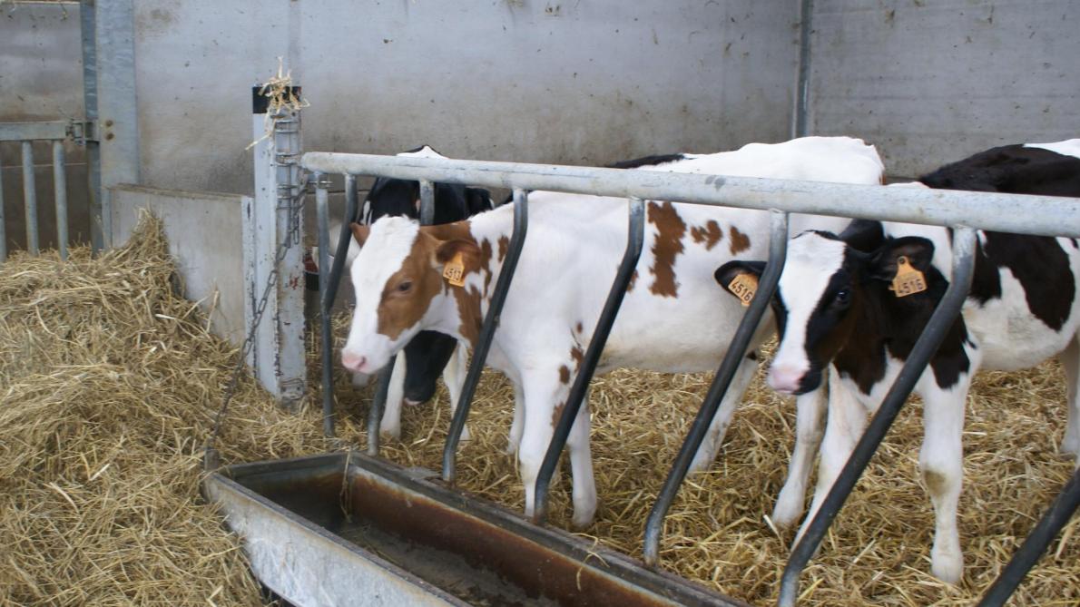 Vlaanderen verplicht het verdoofd slachten van kalveren vanaf 2020 ...