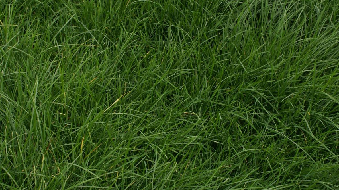 Nieuw ras Engels Raaigras op de Belgische rassenlijst - Landbouwleven