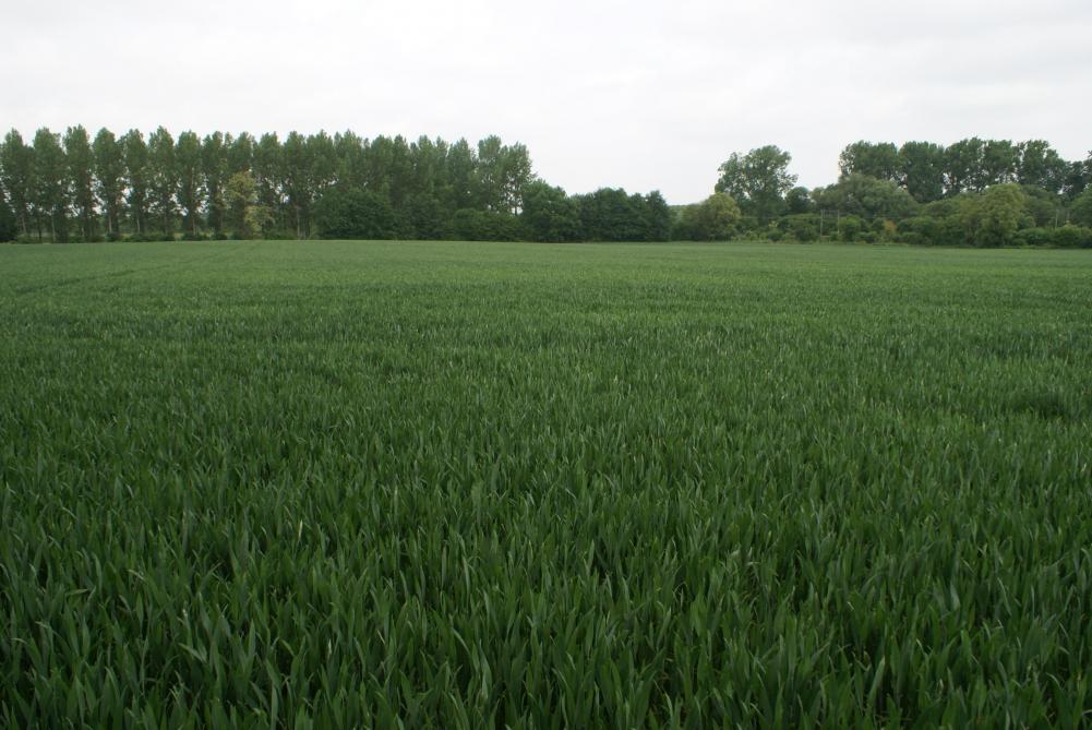 Bezetting ter bede: uitzonderlijk alternatief voor pacht - Landbouwleven