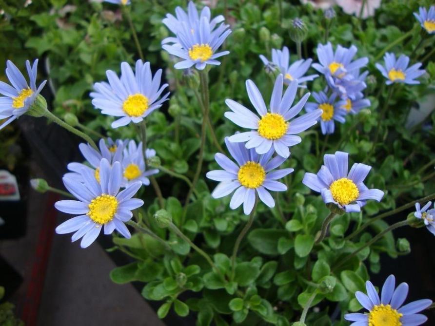 De ene margriet is de andere niet - Landbouwleven