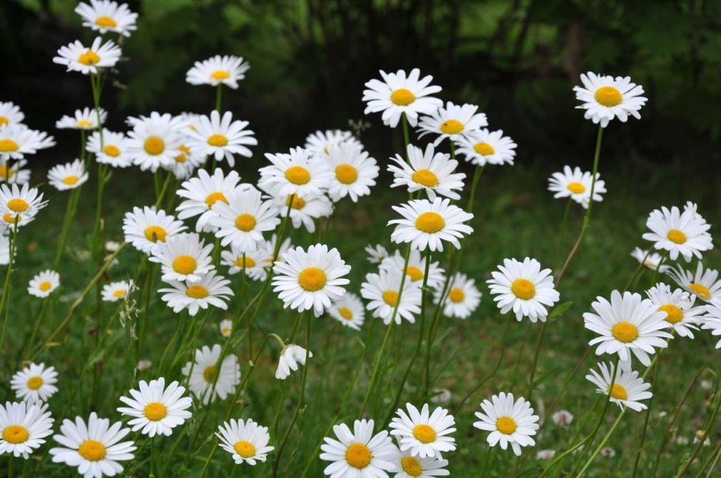 De ene margriet is de andere niet - Landbouwleven