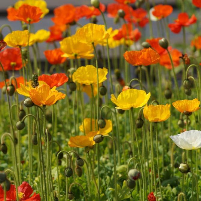 Papavers: meer dan kollebloemen en klaprozen - Landbouwleven