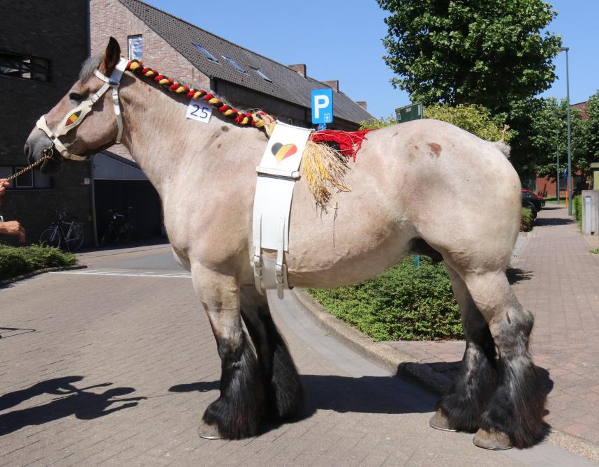 Beste Belgische trekpaarden van Wallonië en Vlaanderen - Landbouwleven