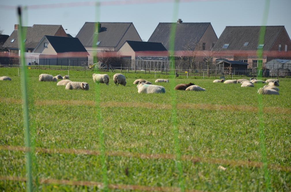 Eerste opleiding voor Wolf Fencing Team - Landbouwleven
