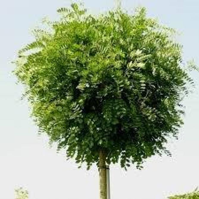 Een boom voor elke tuin: bolbomen - Landbouwleven