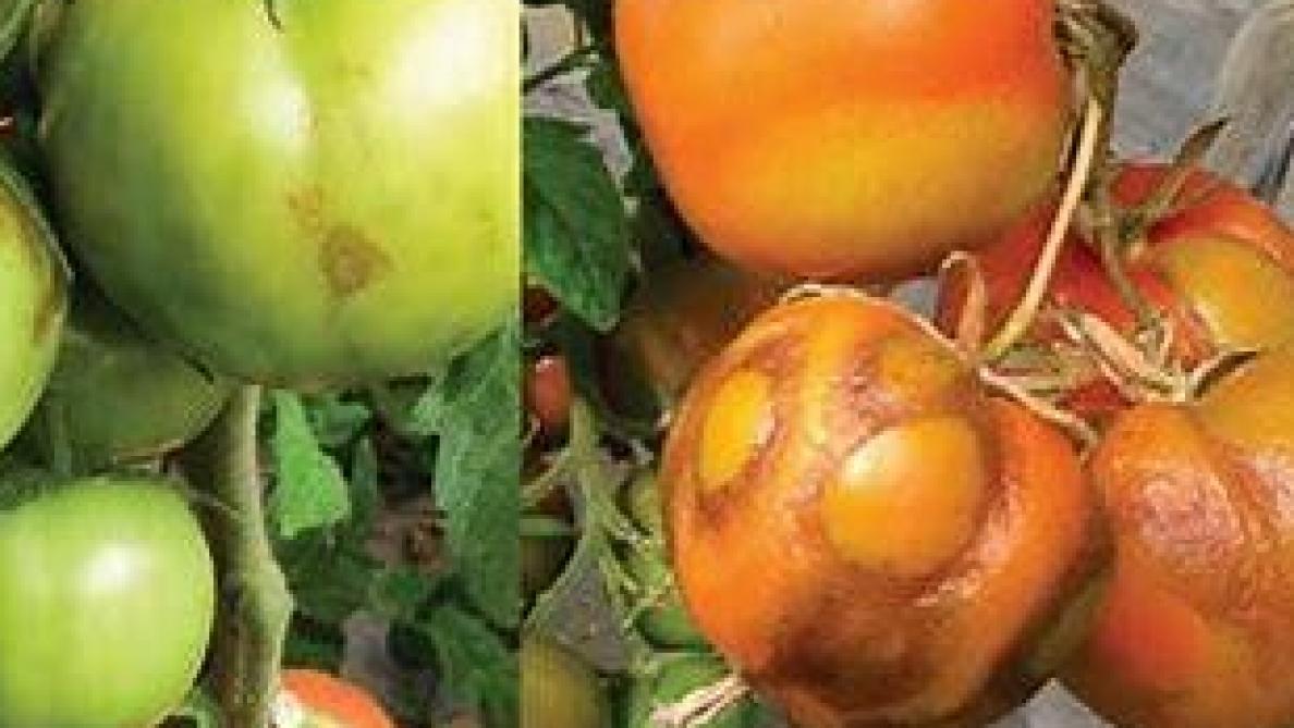 FAVV waarschuwt voor ‘nieuw’ virus in tomatenteelt - Landbouwleven FAVV waarschuwt voor ‘nieuw’ virus in tomatenteelt - Landbouwleven