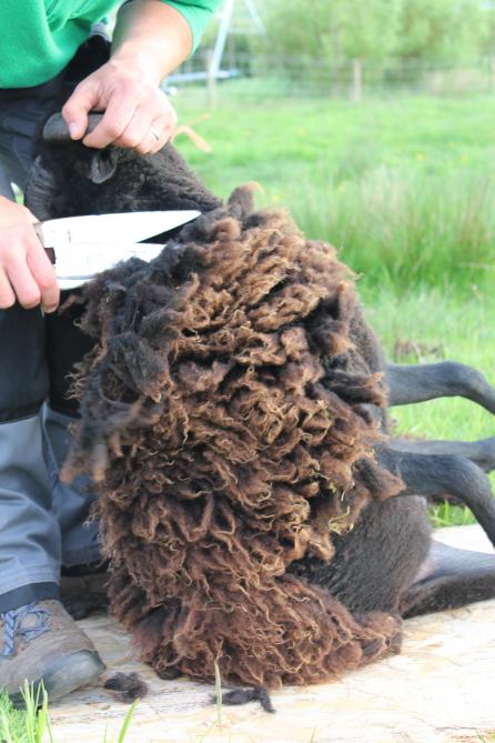 Crofter Stephen Varwell: “Diversificatie verhoogt het inkomen ...