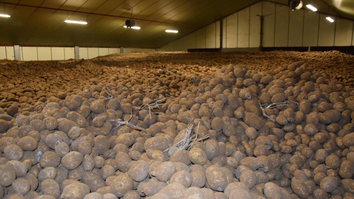 Agristo verhoogt contractprijs voor langere bewaring - Landbouwleven