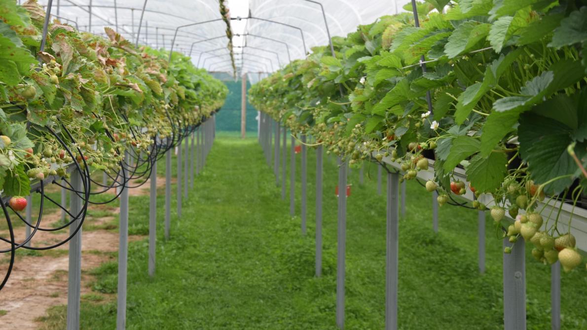 Copa-Cogeca vraagt bijzondere maatregelen voor groenten- en fruitsector ...