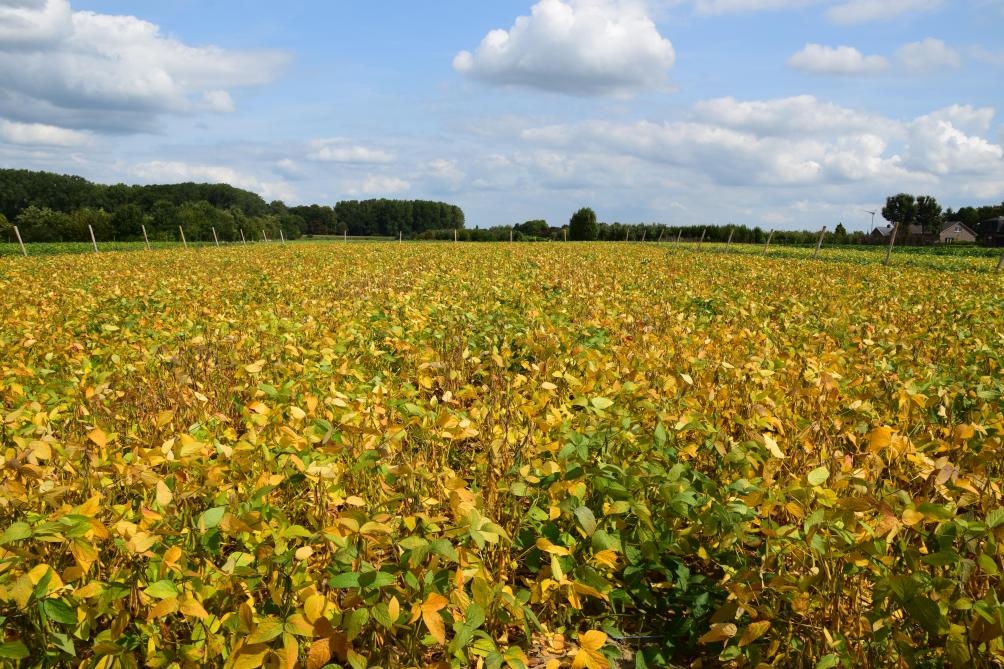 Copa-Cogeca bezorgd over tekort Europese eiwitrijke gewassen ...