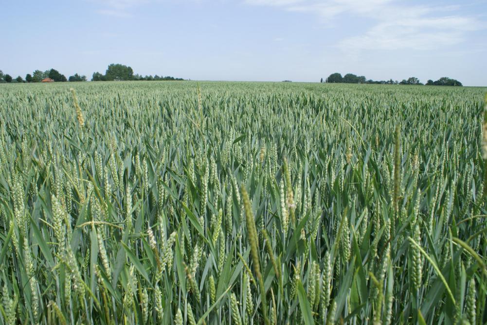 LCG ziet risico’s in wintertarwe toenemen - Landbouwleven