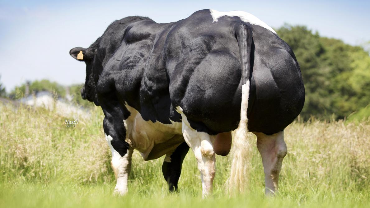 CRV lanceert een index op maat van het Belgisch witblauwe ras ...