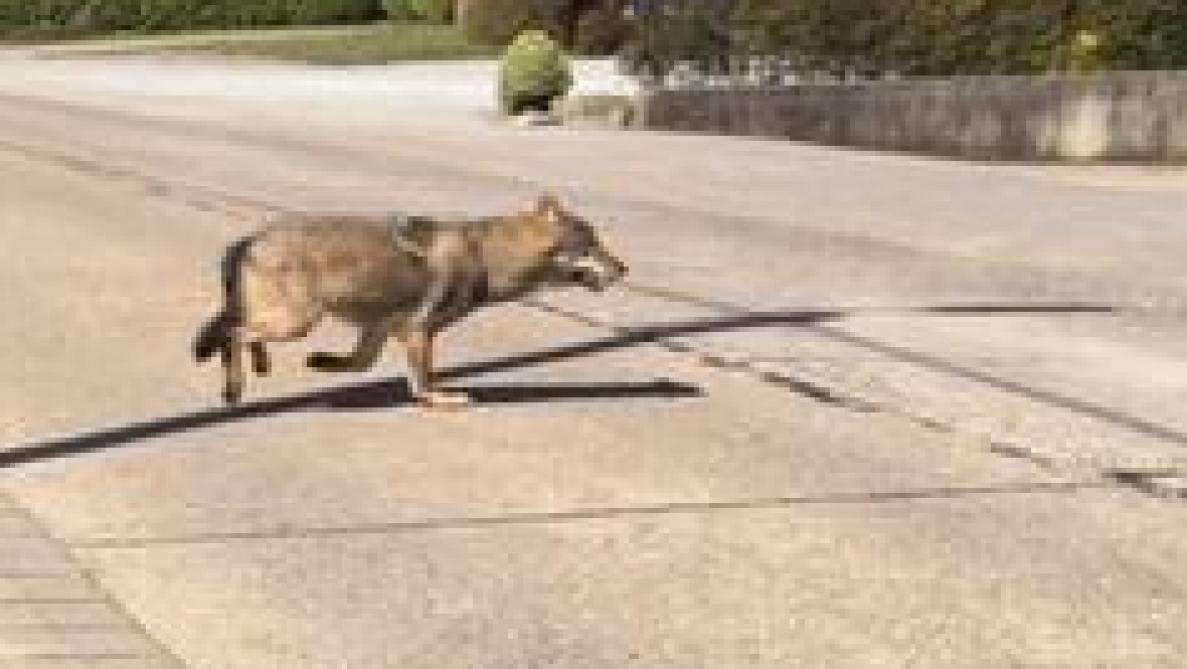 Welkom Wolf wil beperking van schadevergoeding in wolvengebied ...