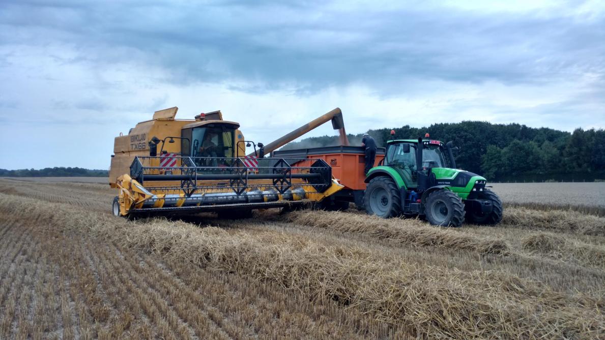 Tarwe-, gerst- en maïsnoteringen stijgen - Landbouwleven