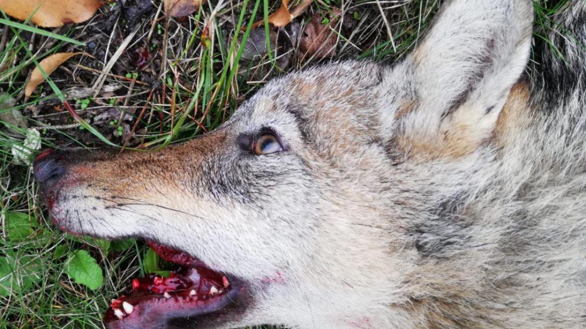 Opnieuw wolf doodgereden in Hechtel-Eksel - Landbouwleven